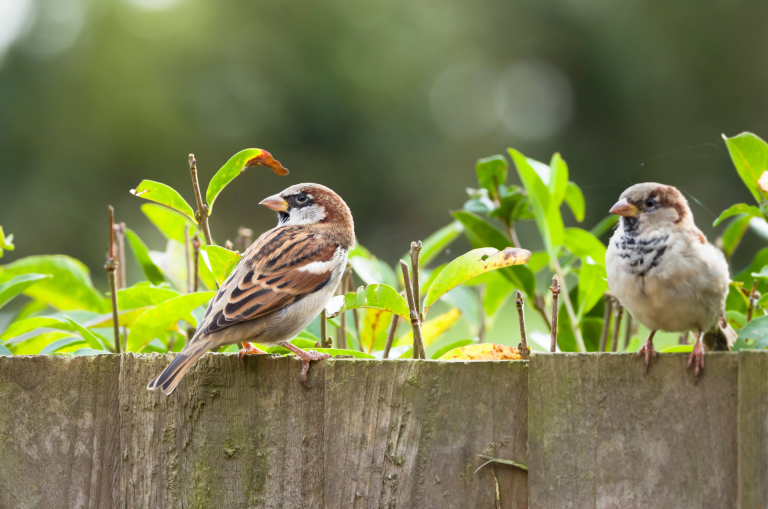 RSPB Big Garden Birdwatch 2024! - Earnshaws